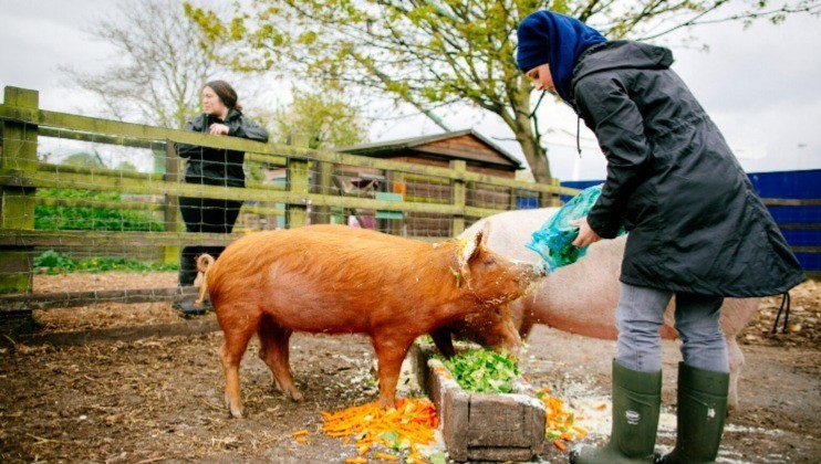 Discover: The Best City Farms In London
